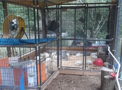 Raising Cornish Cross Chickens for Meat - Backyard Poultry